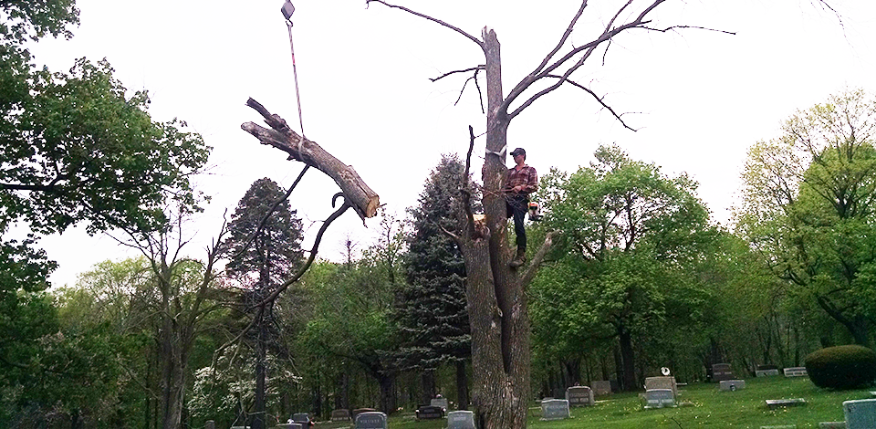 Two Brothers Tree Care | Home Page